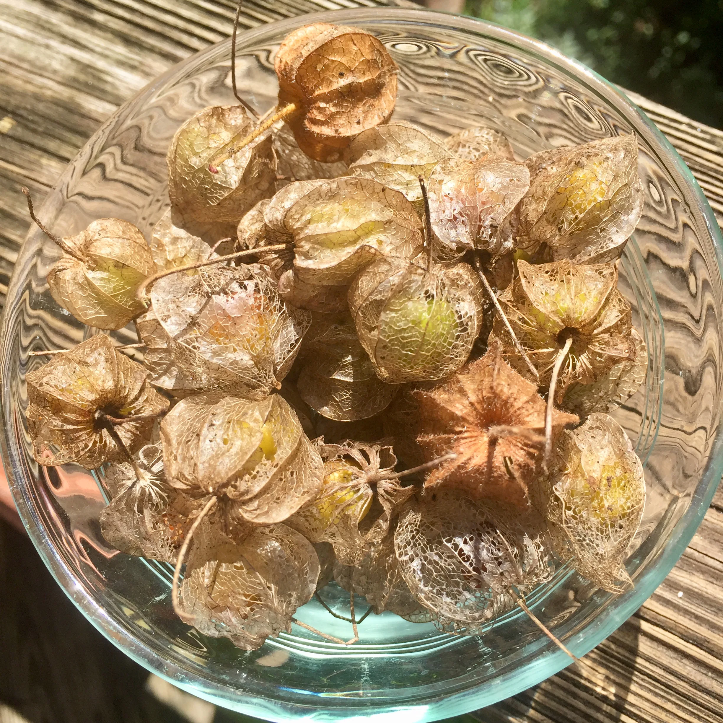 Ground Cherry: CRISPR Used to Make a New, Tasty, Genetically Modified Fruit