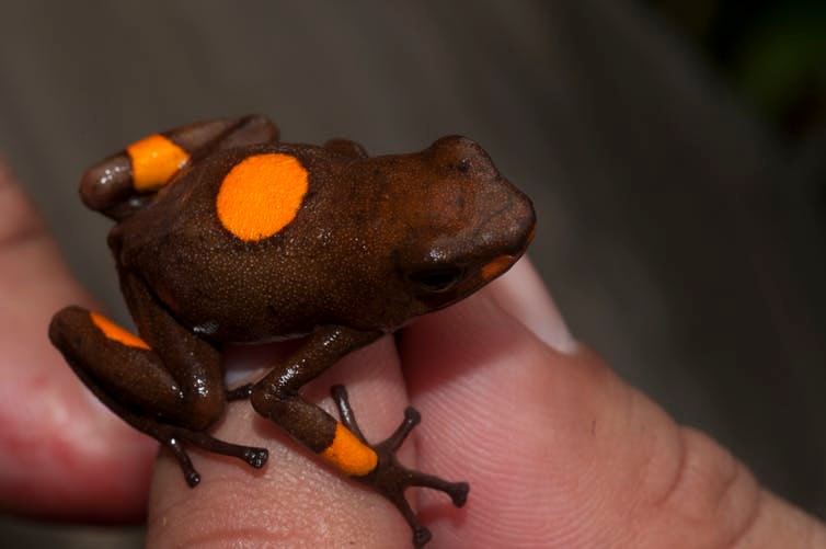Poison Frogs: Why Scientists Want to Define Them Before It's Too Late