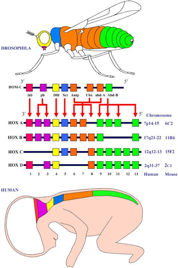 What Are Hox Genes The Real Science Used In Annihilation