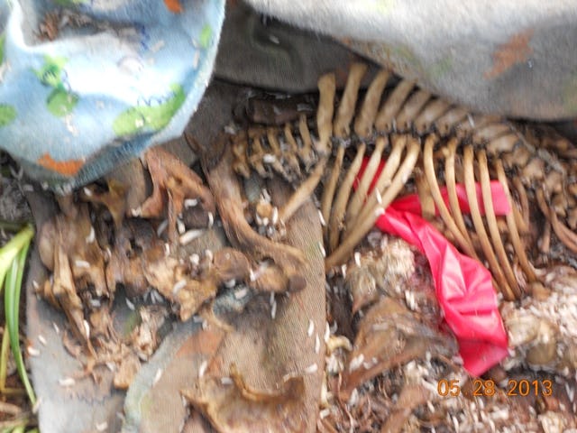 Forensic Scientists Use Pigs to See How Young People's Corpses Decompose