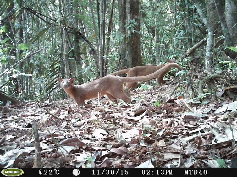 What Is the Fossa? Madagascar's Largest Predator Is Caught on Camera