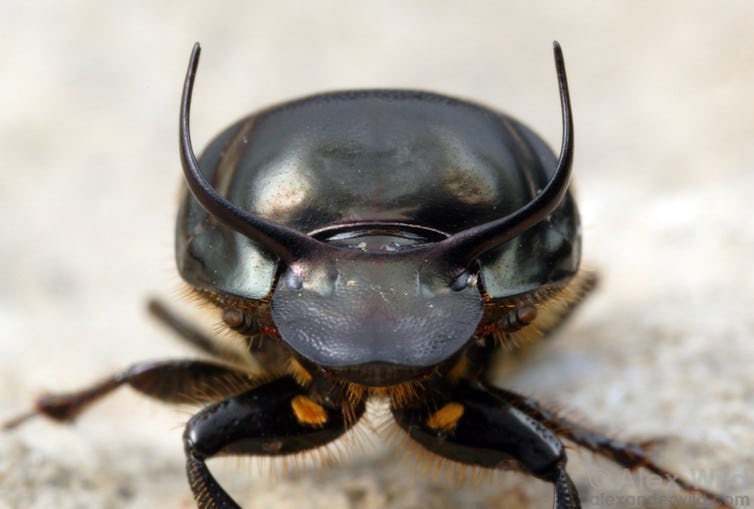 Dung Beetles Are Highlighting the Complexity of Human Gender