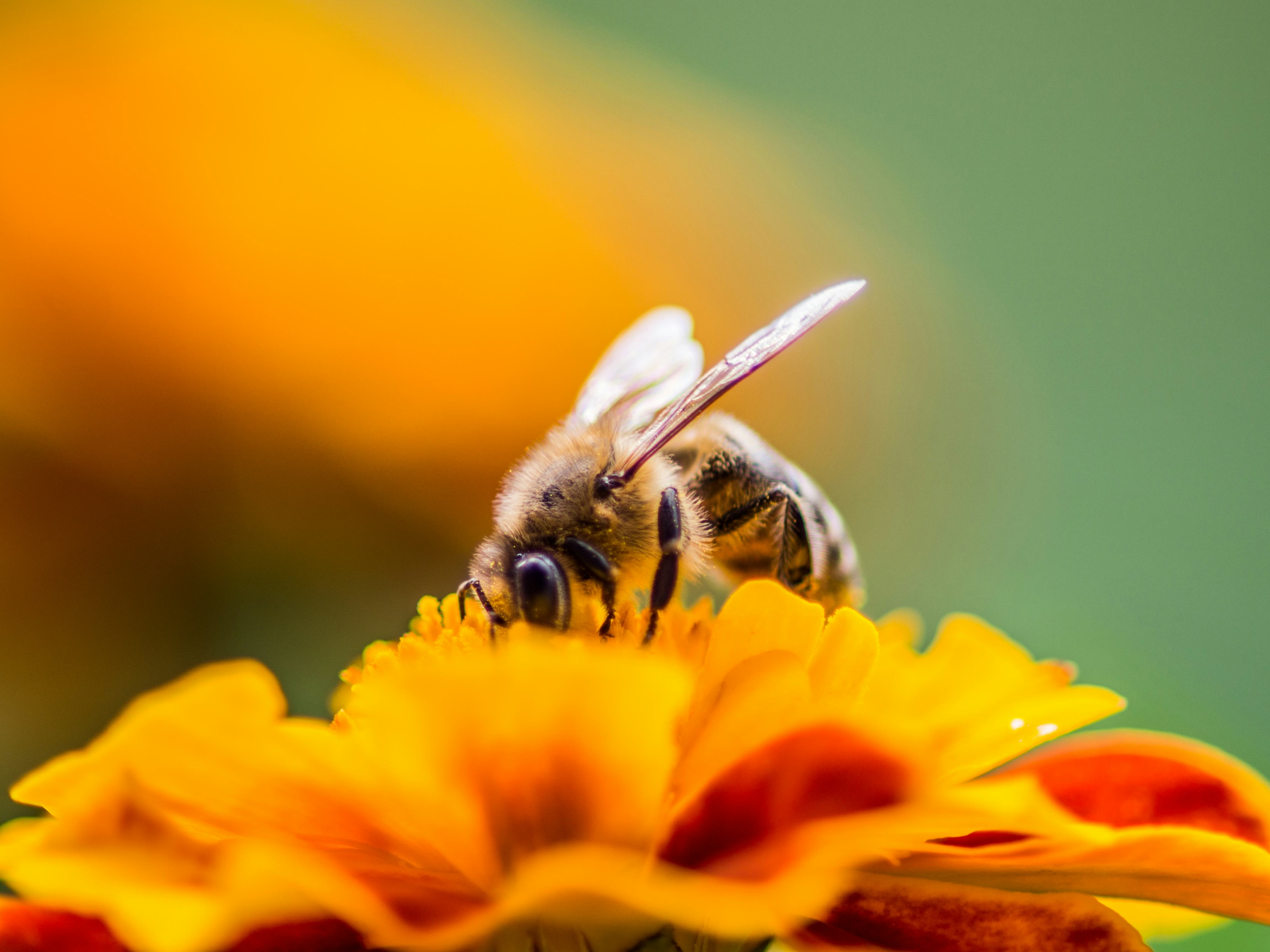 Waggle Dance: The Demise of Bee Dancing Has a Surprisingly Positive Outcome