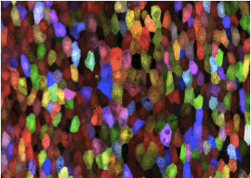 Researchers Turn Zebrafish Technicolor to Reveal How Skin Regenerates