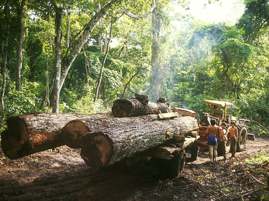 New Research Finds Half of Amazonian Tree Species Could Be in Danger by ...