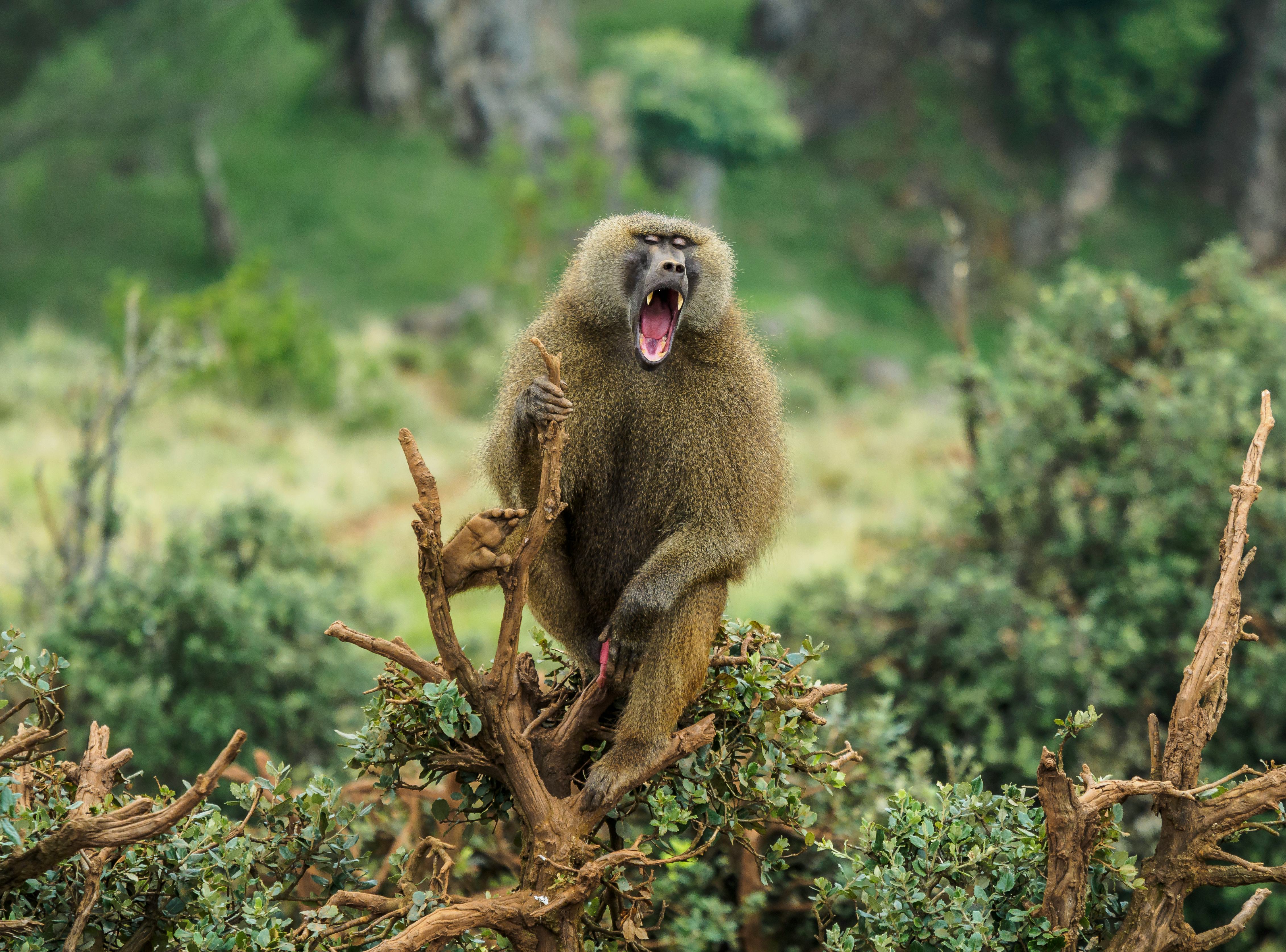 The dawn of speech was millions of years earlier than previously thought