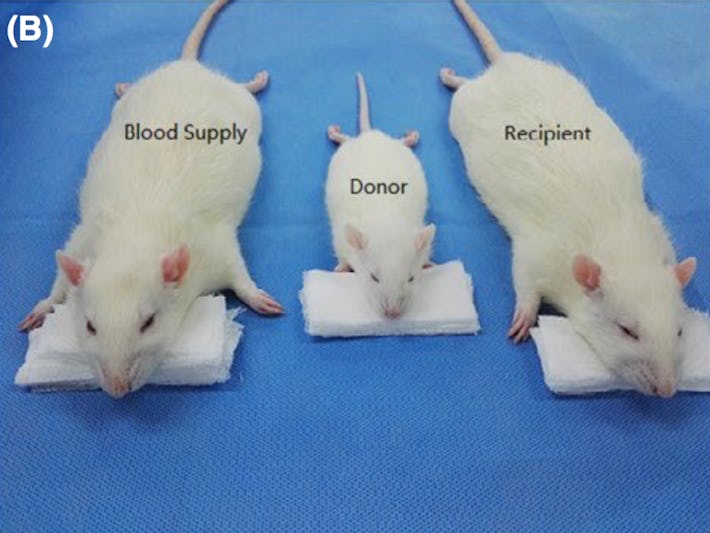This Double-Headed Rat Is the Future of Head Transplant Science
