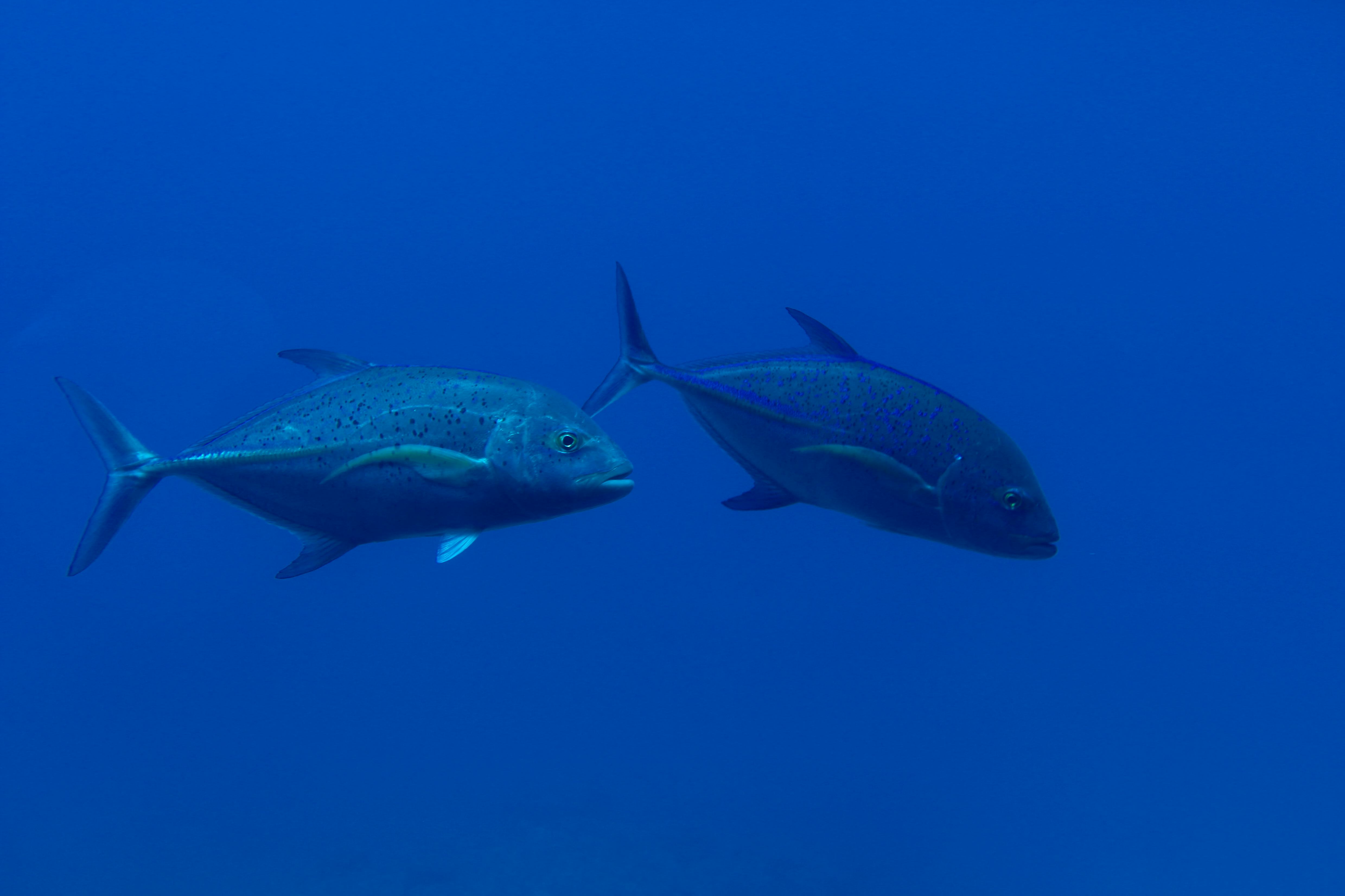 Climate Change Could Raise Mercury Levels in Tuna, Cod, and Dogfish