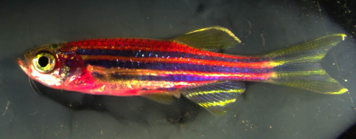 Researchers Turn Zebrafish Technicolor to Reveal How Skin Regenerates