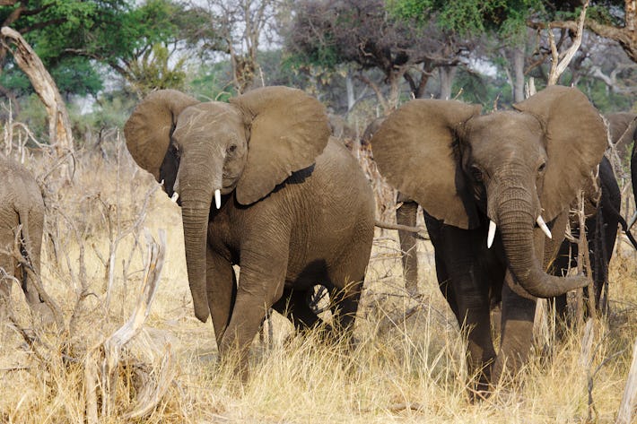 Elephant DNA Reveals the Evolutionary Reason (Most) Mammal Balls Drop