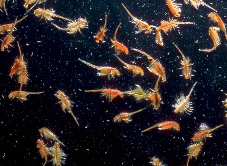 Tiny Brine Shrimp Contribute to Mixing of Entire Oceans, say Scientists