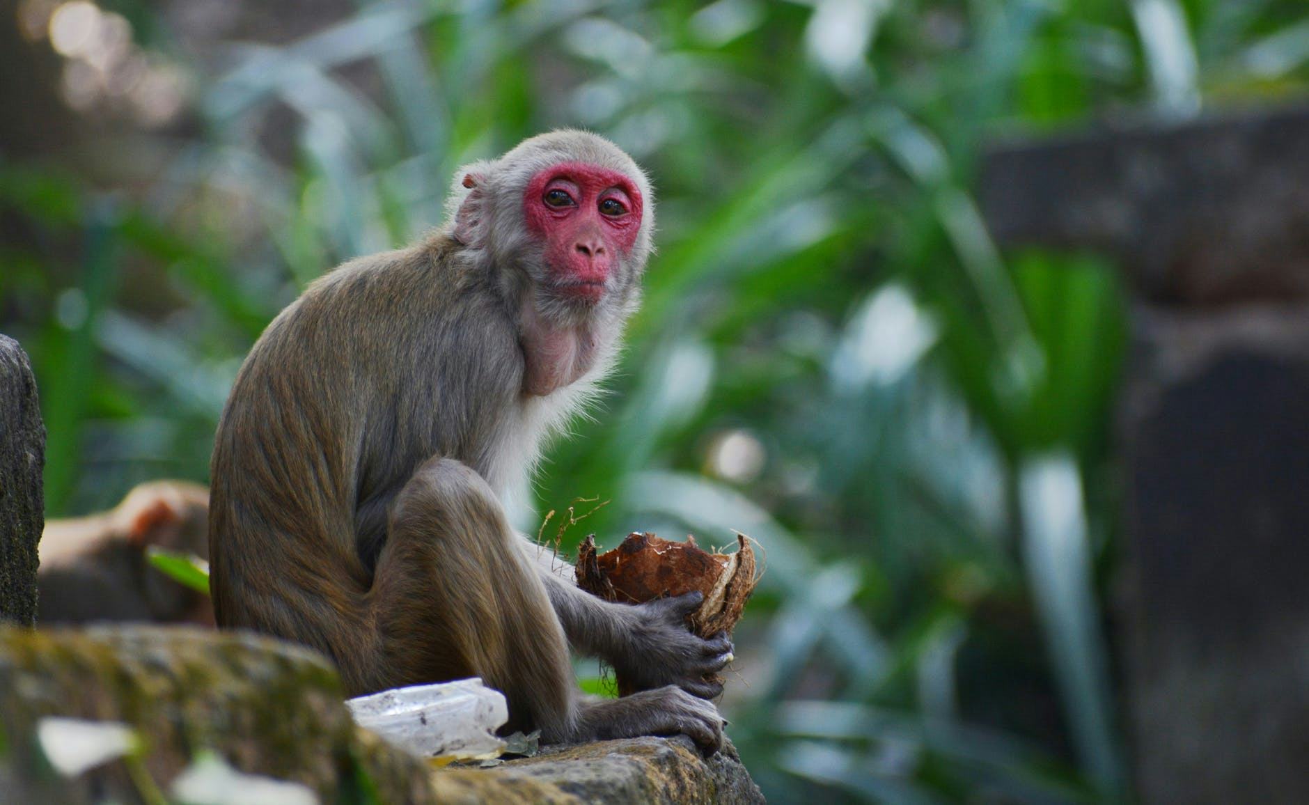 Primates Face a Sexual Trade-Off: Looking Good or Having Large Testicles