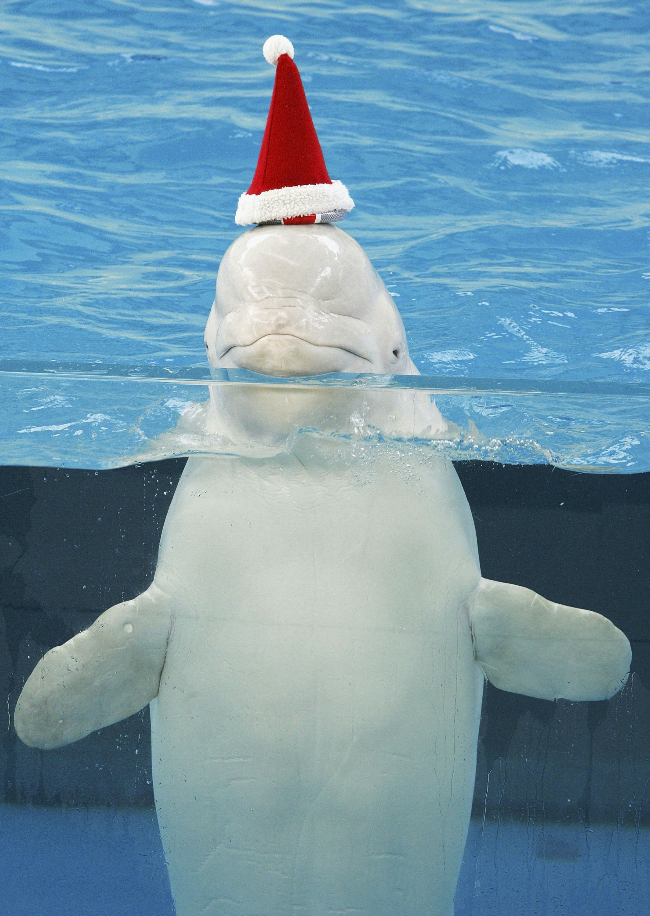 'Moby-Dick' Turns 165 in 2016, You Should Finally Read It