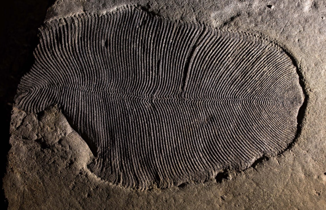 Signs of Earliest Moving Organism Found in 2.1-Billion-Year-Old Gabon Rock