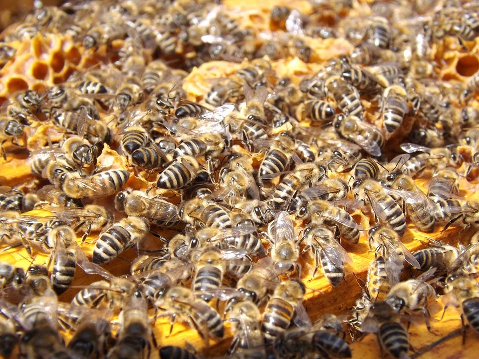Bumblebee Pesticide: "Bee Depressant" Chemical Makes Hive Life Antisocial