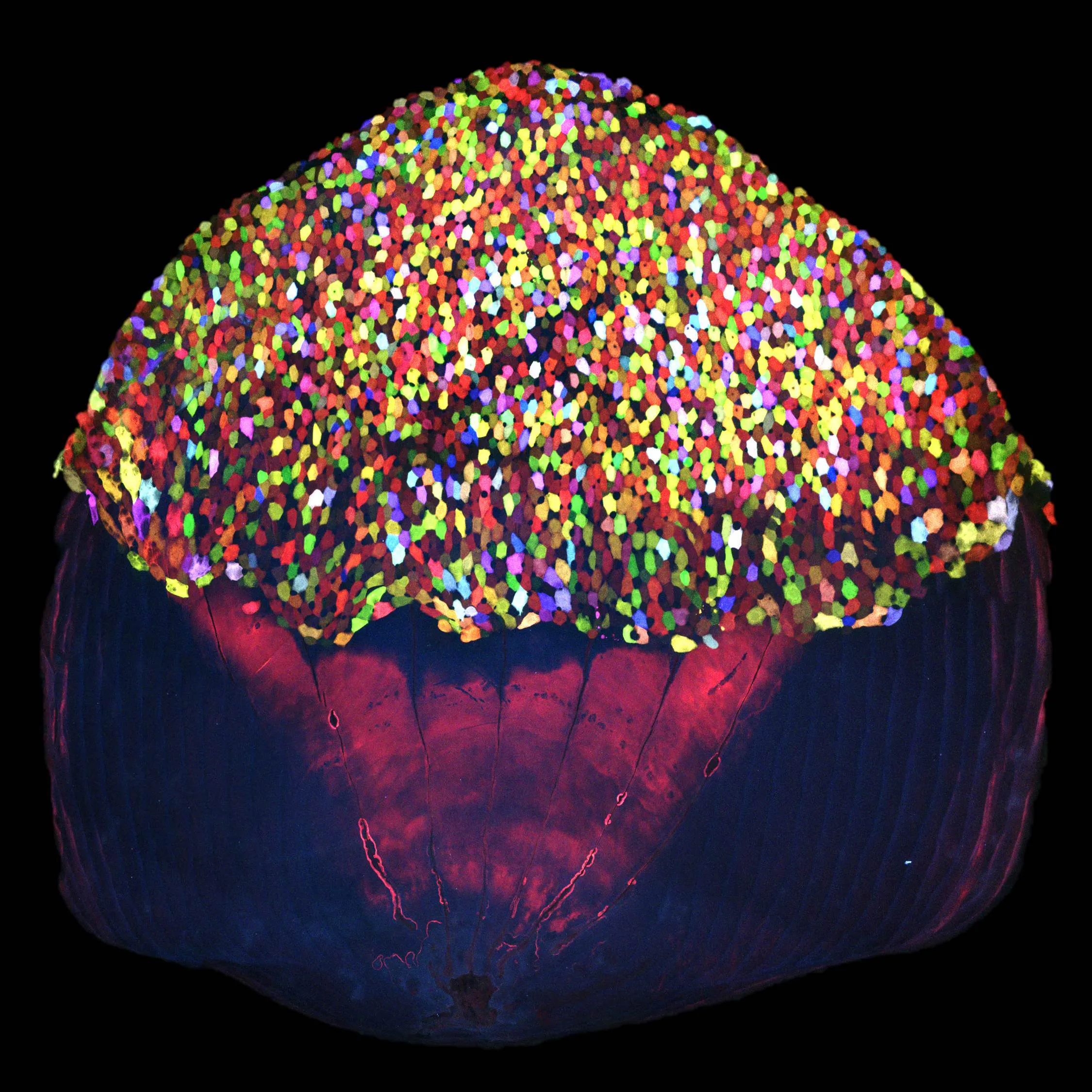 Researchers Turn Zebrafish Technicolor to Reveal How Skin Regenerates