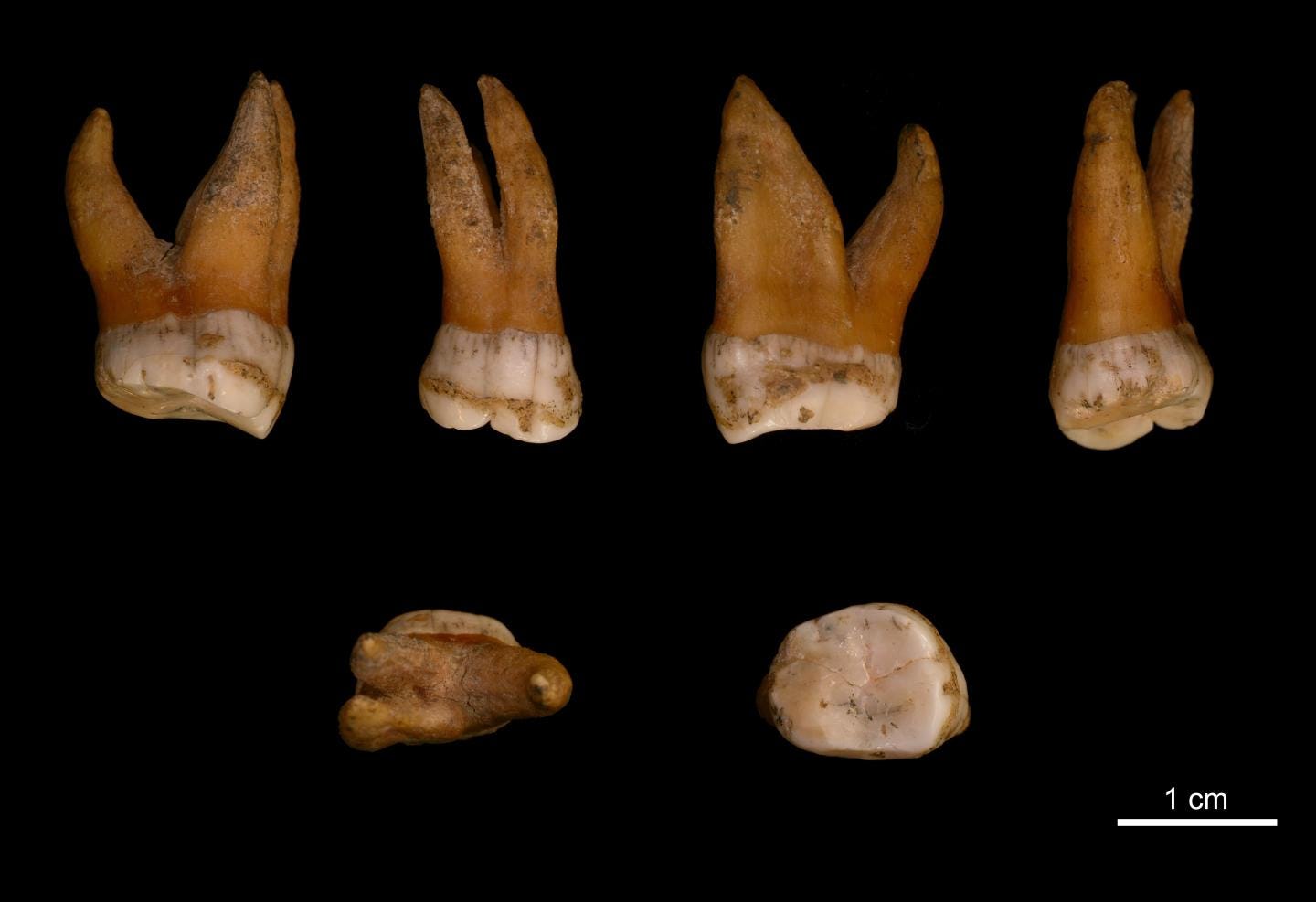Genome Sequencing of 5 New Neanderthals Adds to the Human Family Tree