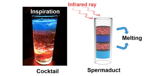 Male Birth Control: Reversible New Technique Looks Like a Cocktail