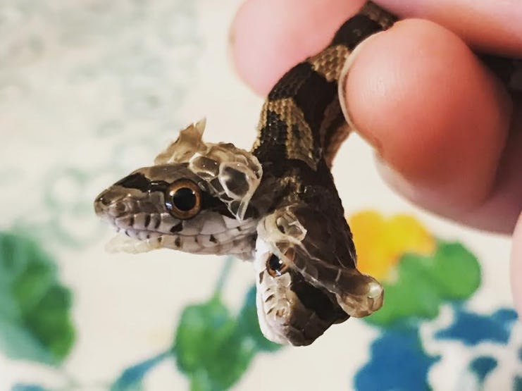 Two-Headed Snake Found in Backyard Has a Normal Number of Brains