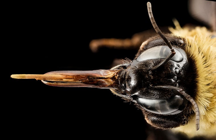 Here Are the Most Beautiful Macro Pictures of Bees You've Ever Seen