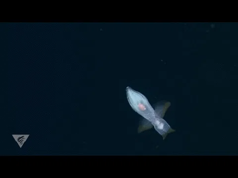 The Sea Butterfly Is the Most Beautiful, Most Threatened Ocean Animal