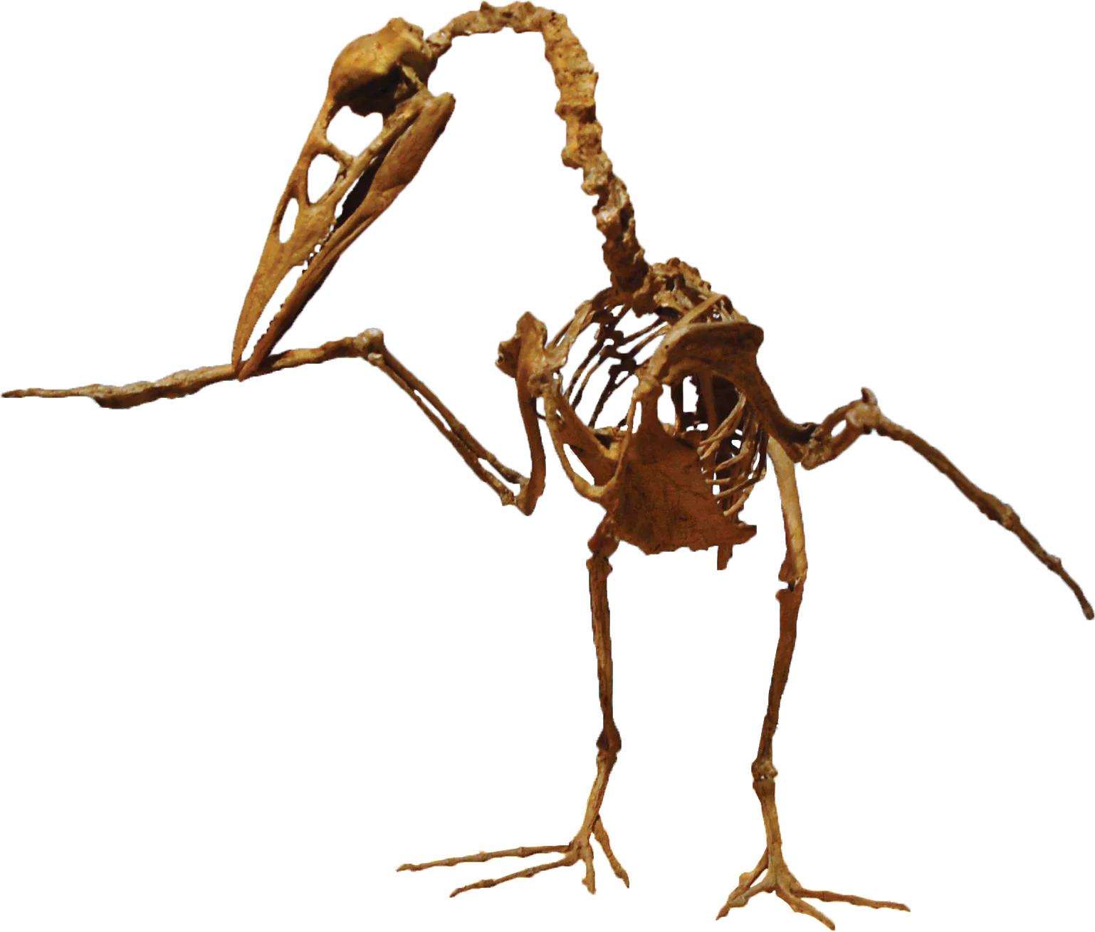 This Ancient Bird's Toothy Beak Bridged the Gap Between Bird and Dinosaur