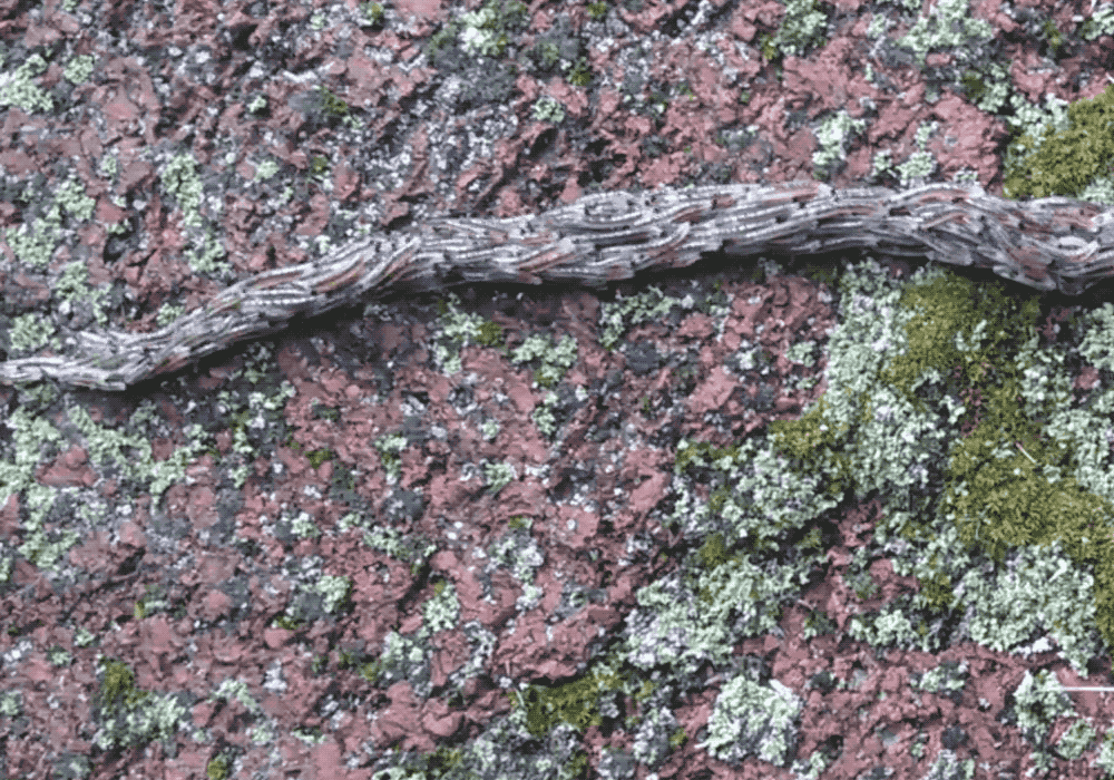 This Slithering Creature Is Actually Made of Hundreds of Larvae