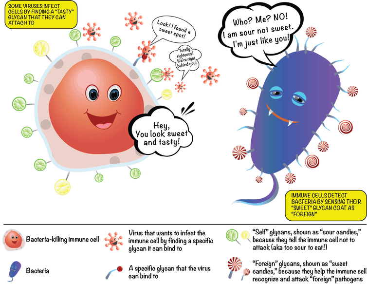 What Is the Human Glycome? How Scientists Unlocked the Sugar Code