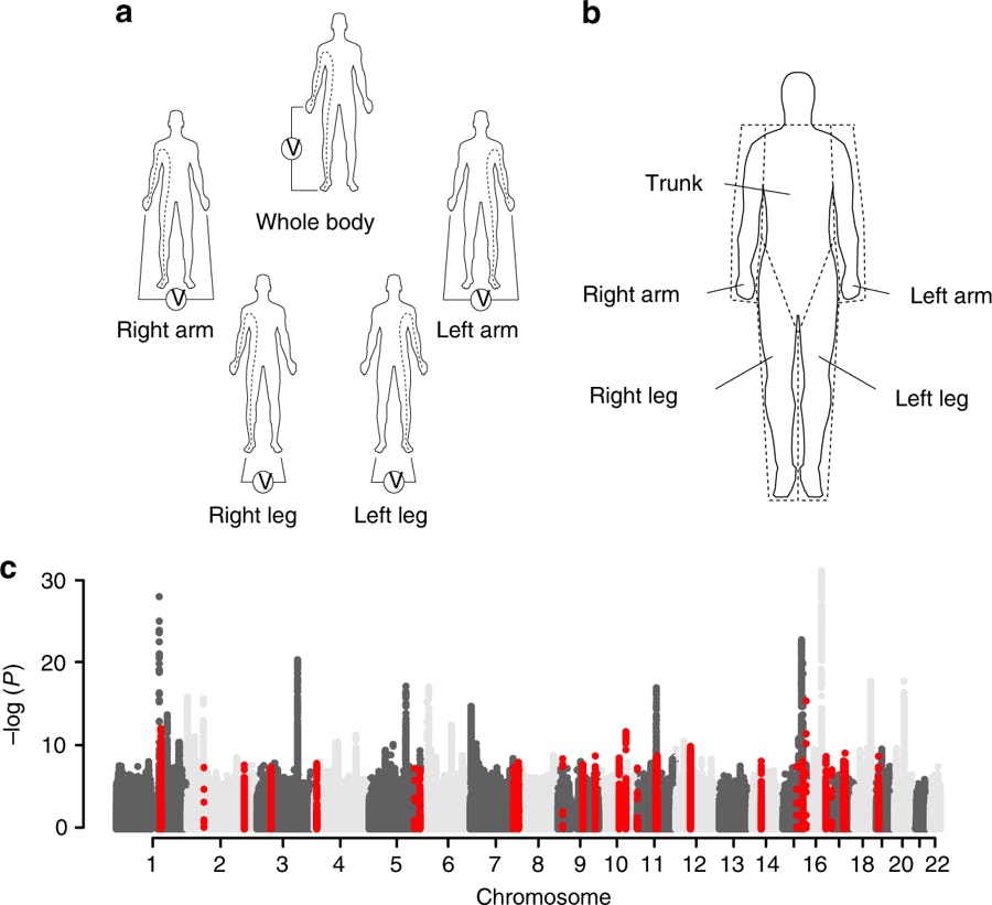 Scientists Discover Why Males and Females Store Fat in Different Body Parts