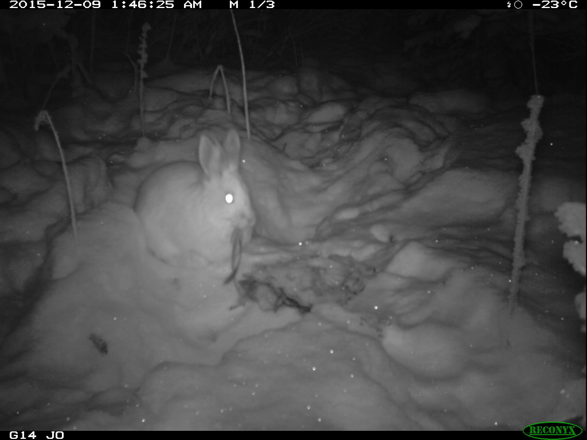 Meat-Eating Snowshoe Hares Observed Dining on Lynx in the Canadian Yukon