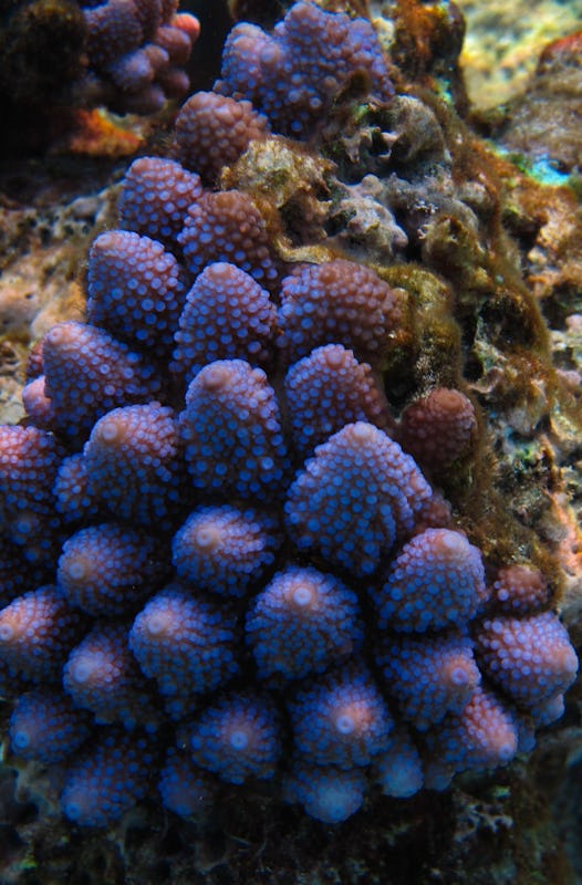 How Is Coral So Colorful in Netflix's 'Chasing Coral'?