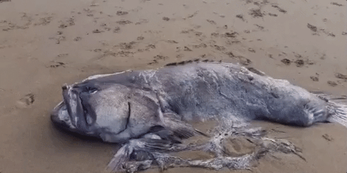 Australia's Decaying "Monster Fish" Identified by Queensland Officials