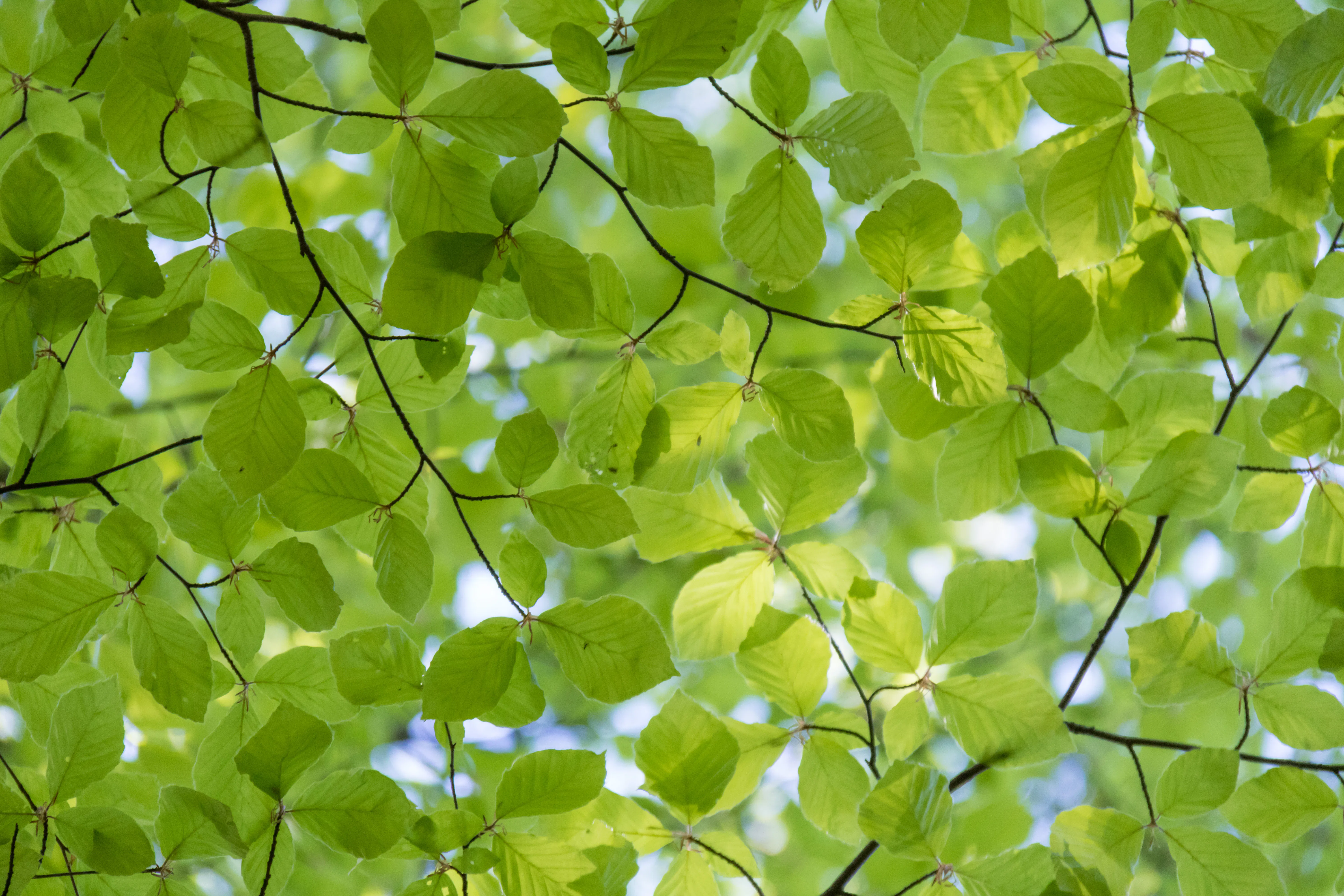 Climate Change: Why the Beech Tree Boom is Bad for Cool Forests