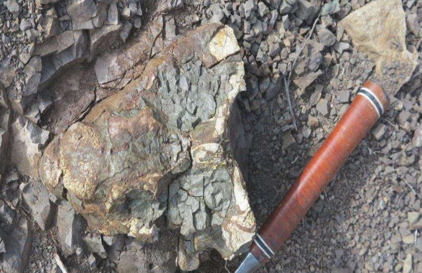 Scientists Who Discovered Bulbasaurus Didn’t Name It After a Pokémon