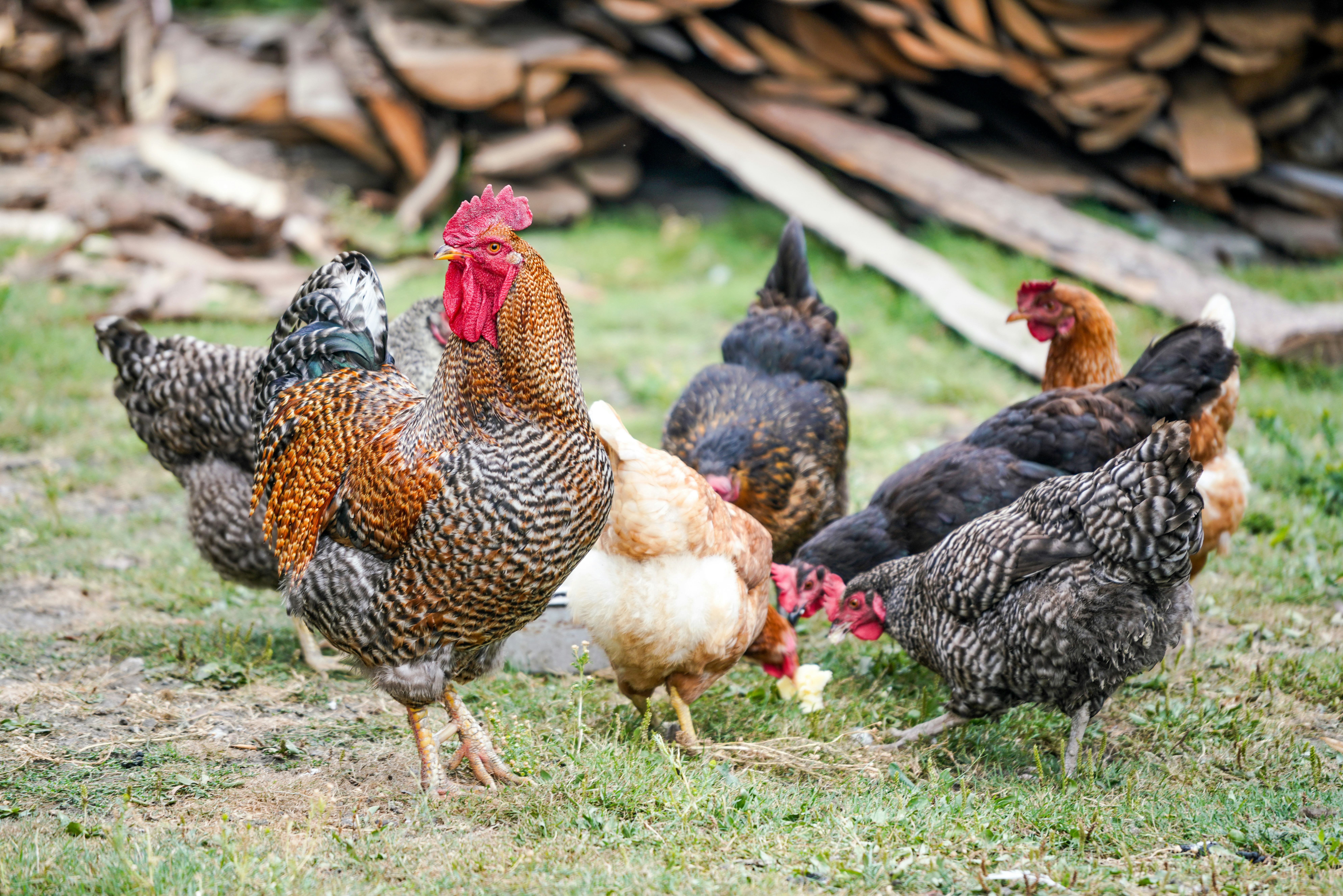Bird Flu: CRISPR Gene-Edited Chickens May Save Us From the Next Pandemic