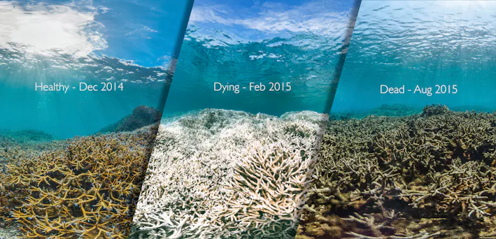 What Is Coral Bleaching? Some Reefs Glow Before They Die