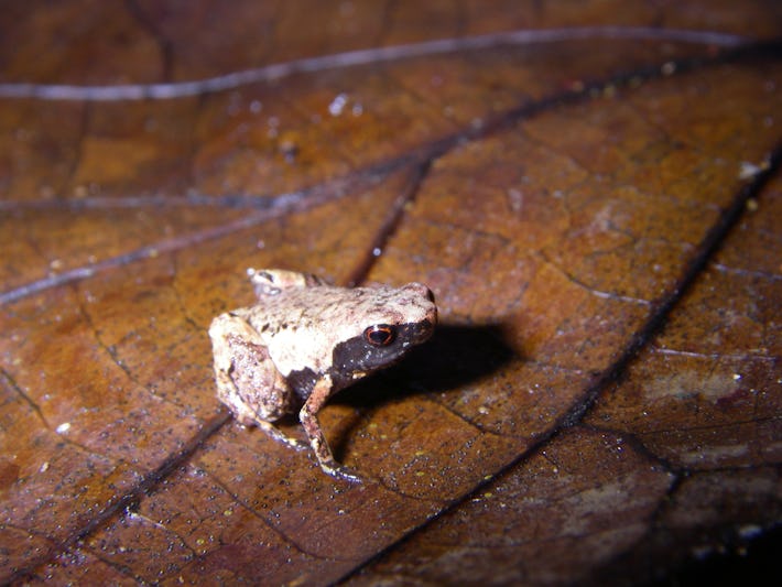 Photo of the World's Smallest Frog Tells a Big Story About Madagascar