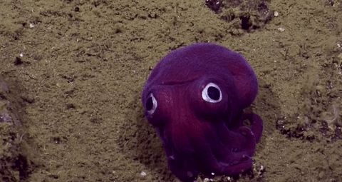 The Fantastic Ocean Creatures Found By the E/V Nautilus