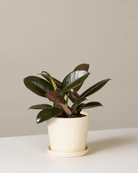 NASA Says These Houseplants Will Purify the Air in Your House