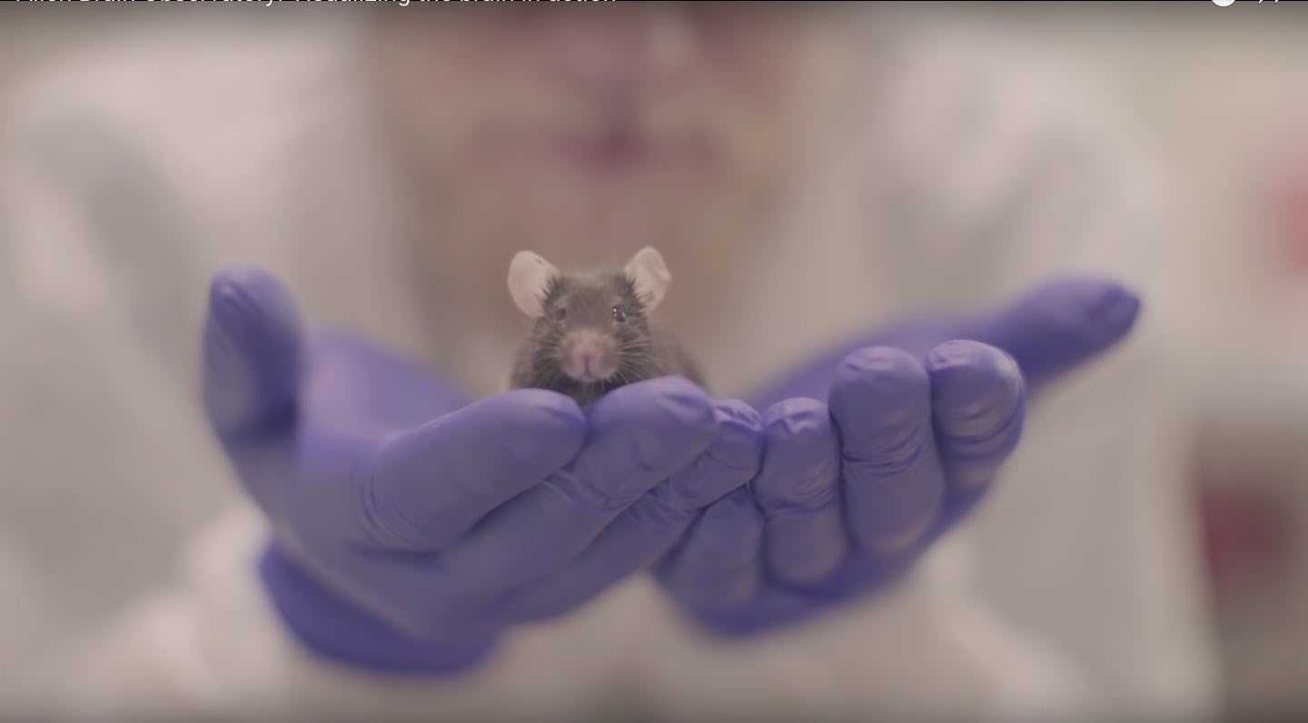 Flu Virus Has Unexpected Effects on Memory in Mouse Brains