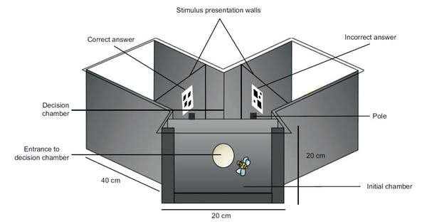 Can bees count to 5? Scientists had to sweeten the deal to find out