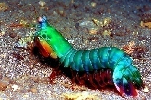 More Punches Beats Harder Punches in Mantis Shrimp Fights