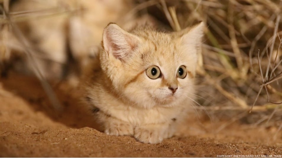 First-Ever Video of Sand Cat Kittens Is Important, Says Wildlife Expert