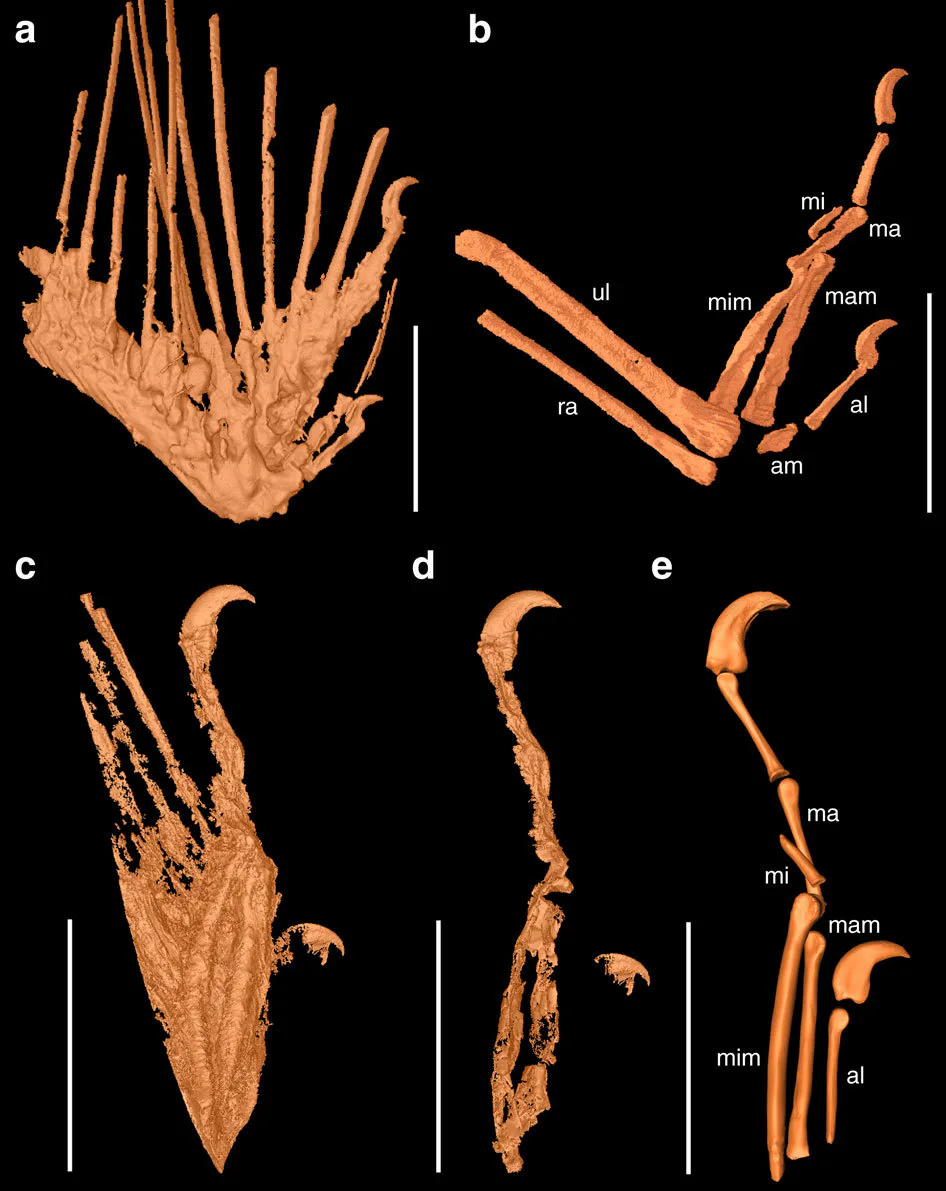 99 Million Year Old Feathered Bird-Like Dinosaur Wing Found in Amber