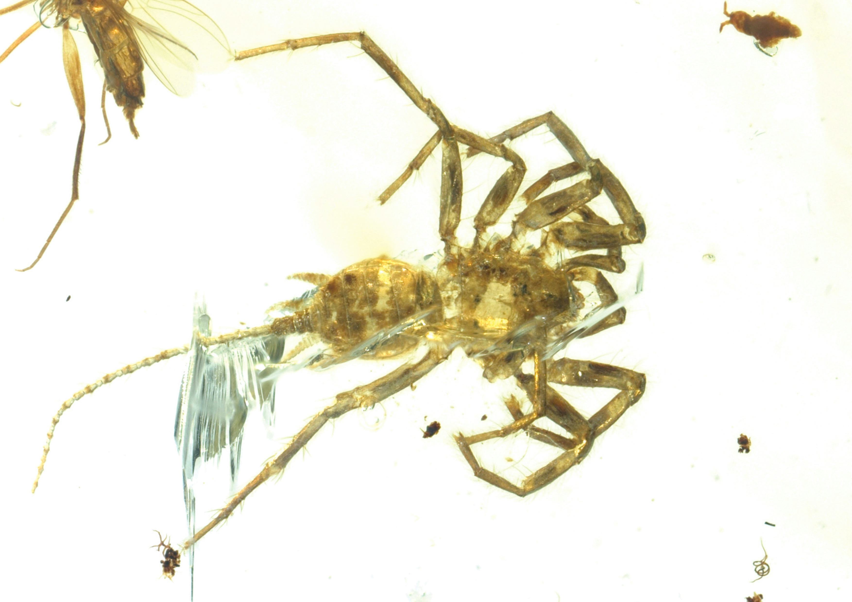 Dinosaur-Age Fossils Resemble Fanged Spiders With Scorpion Tails