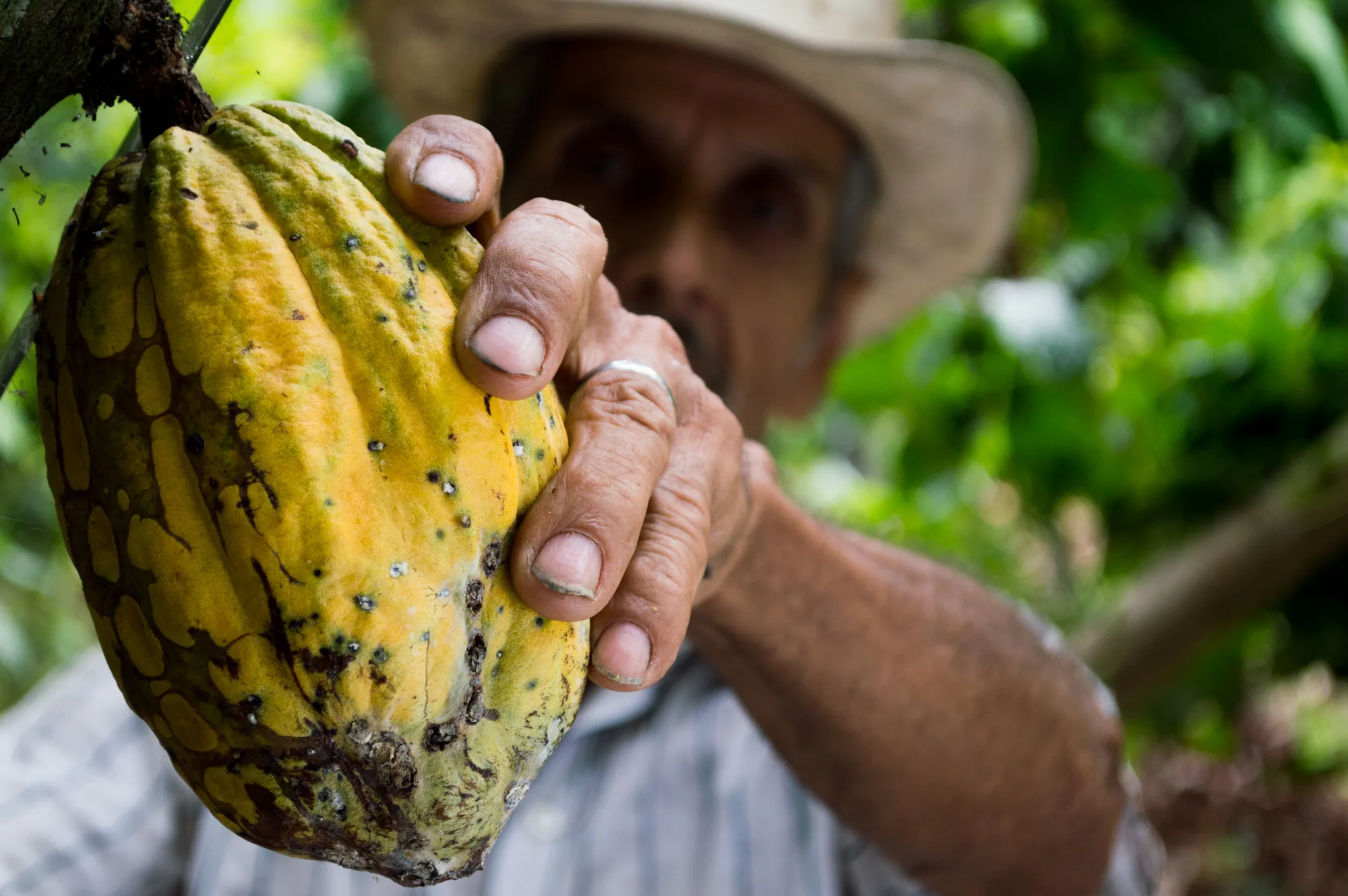Chocolate Is Going Extinct but Scientists Have a Wild Plan to Save it