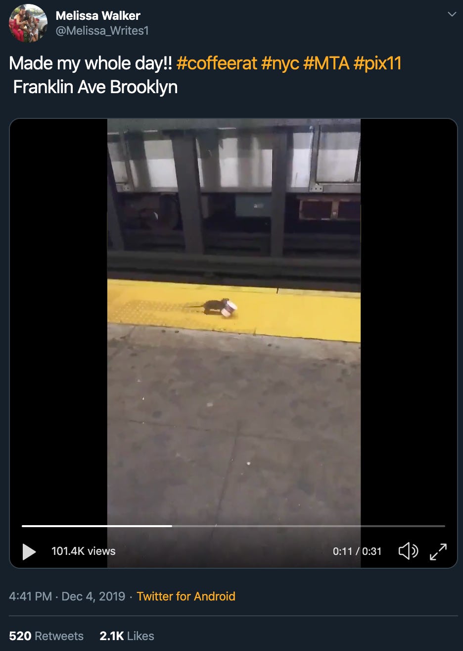 Coffee Rat reminds us what rodents can teach science about caffeine