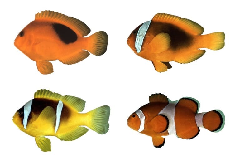 Why Does Nemo Have 3 White Stripes? Biologists Weigh In