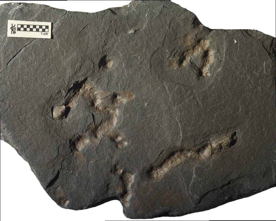 Signs of Earliest Moving Organism Found in 2.1-Billion-Year-Old Gabon Rock