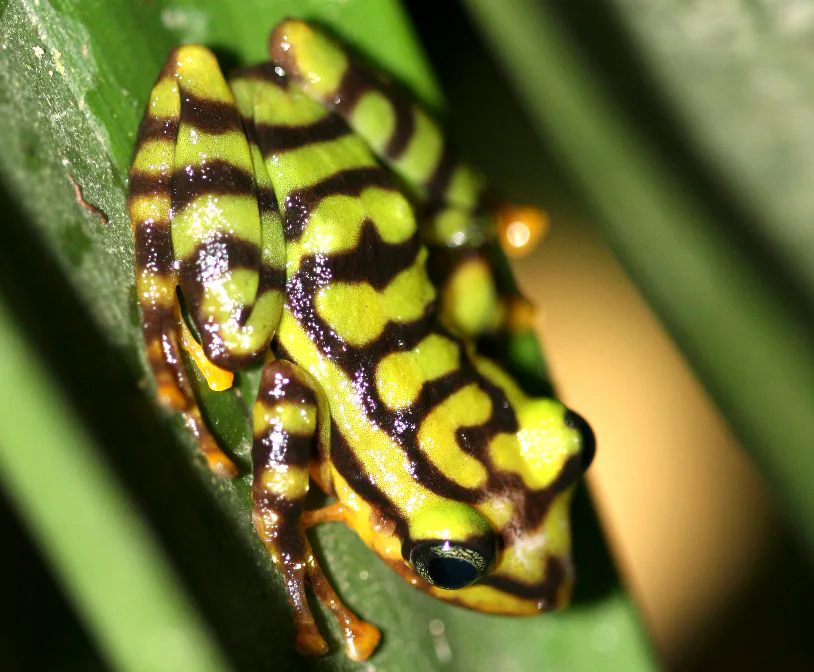 We Just Found a New Frog in Ecuador It is Spectacular